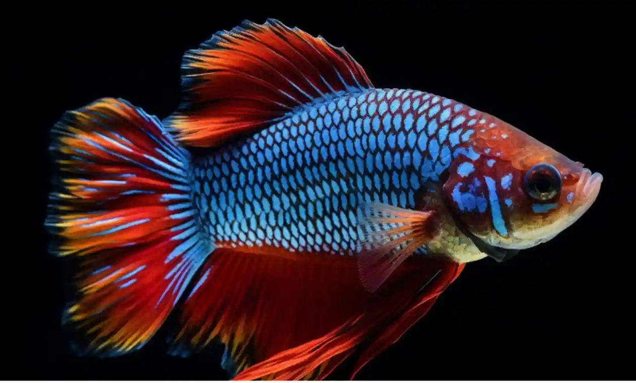 The Ultimate Guide to Betta Fish Care and Maintenance