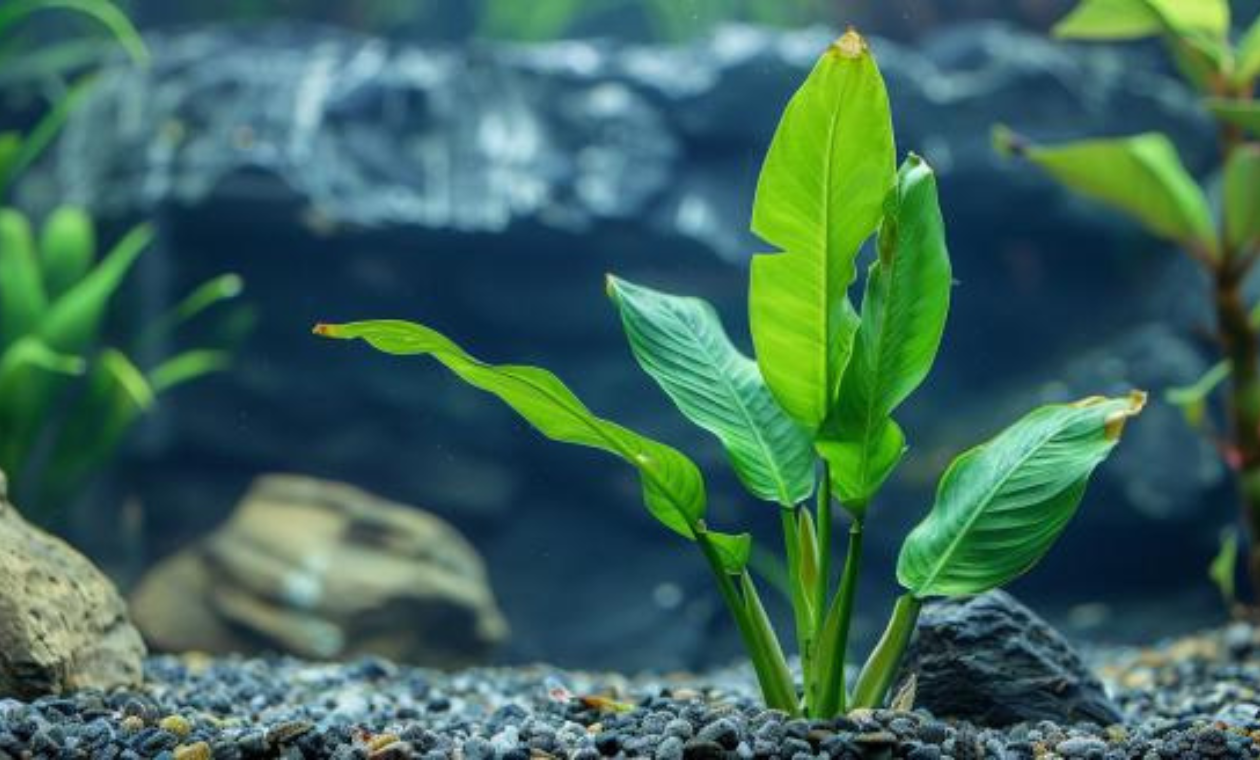 Banana Plant Aquarium Care & Growth Tips